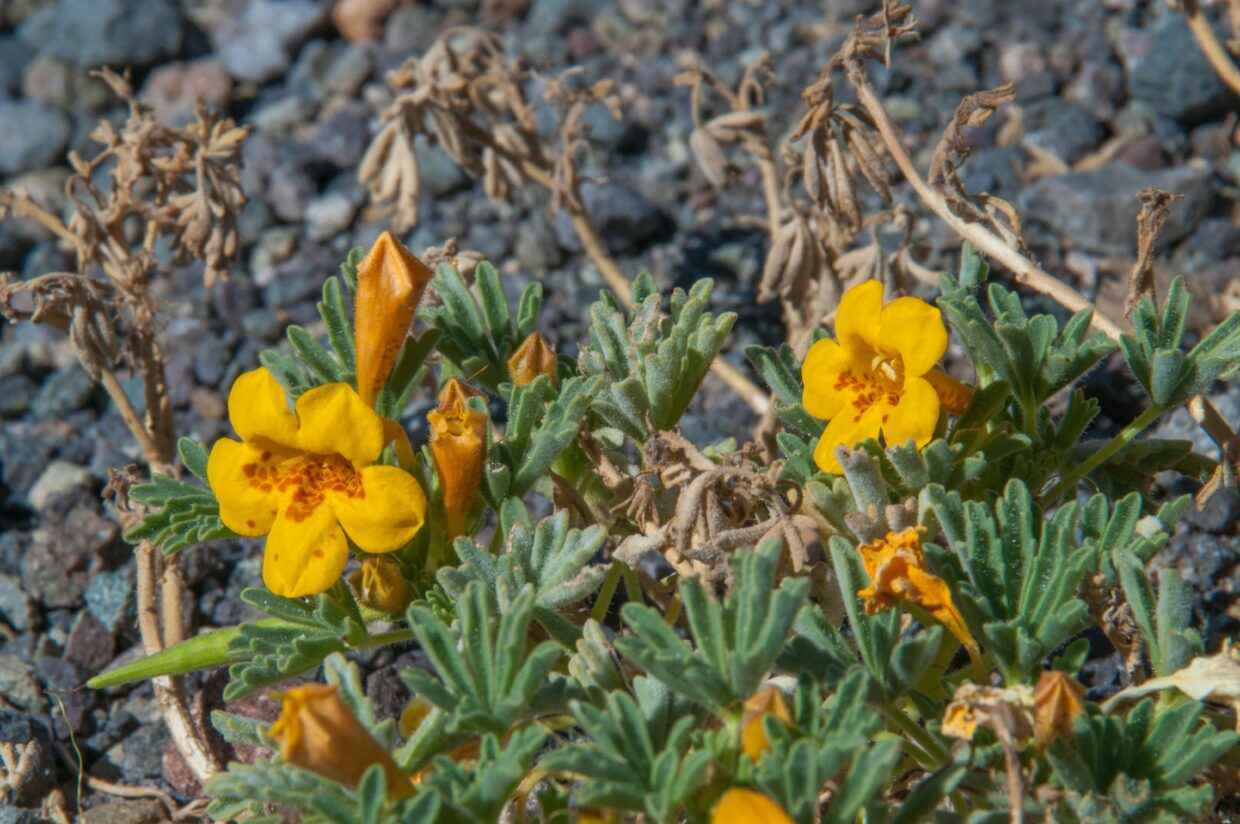 Argylia glutinosa Phil. | The Endemic Plants of Chile