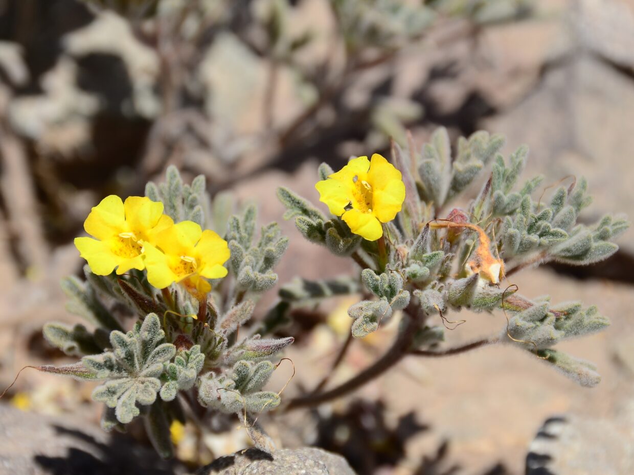 Argylia tomentosa Phil. | The Endemic Plants of Chile