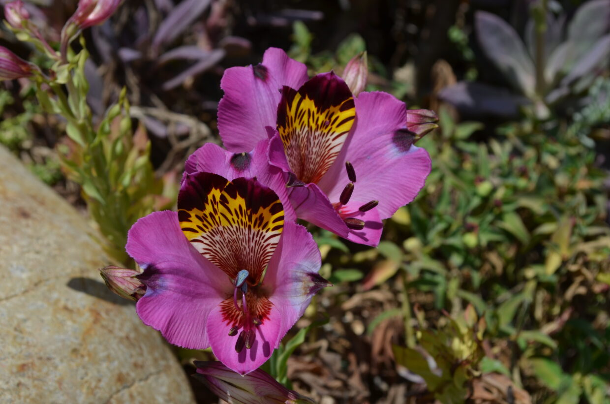 Alstroemeria magnifica Herb. ssp. magenta (Ehr. Bayer) M. Muñoz | The ...