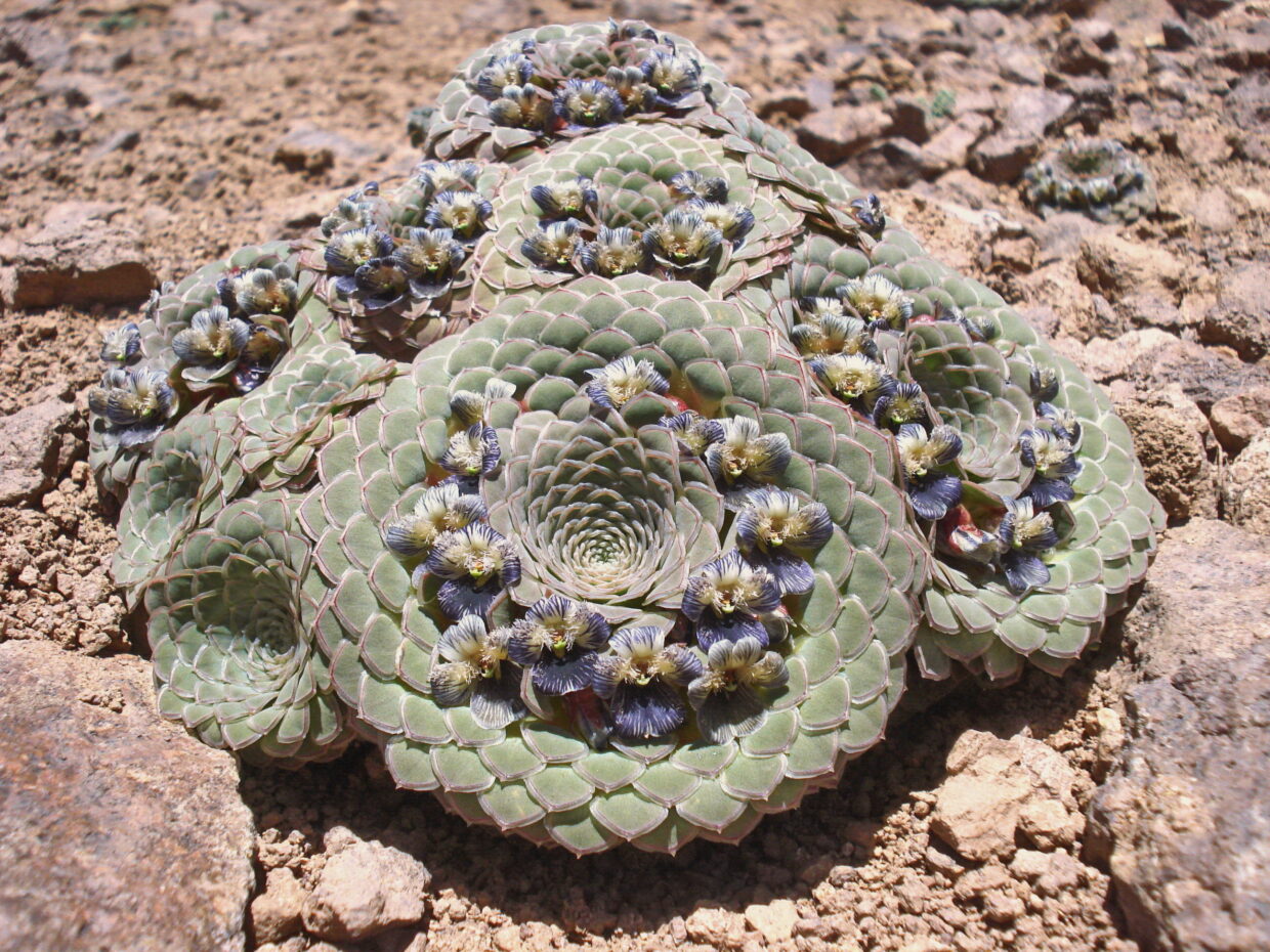 Viola regina J.M.Watson & A.R.Flores | The Endemic Plants of Chile