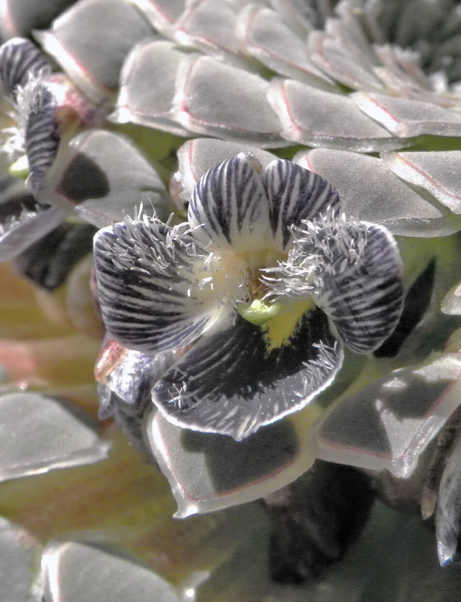 Viola regina J.M.Watson & A.R.Flores | Las plantas endémicas de Chile