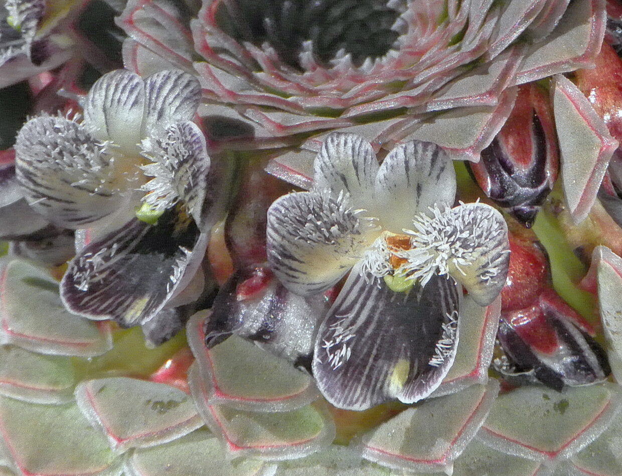 Viola regina J.M.Watson & A.R.Flores | The Endemic Plants of Chile