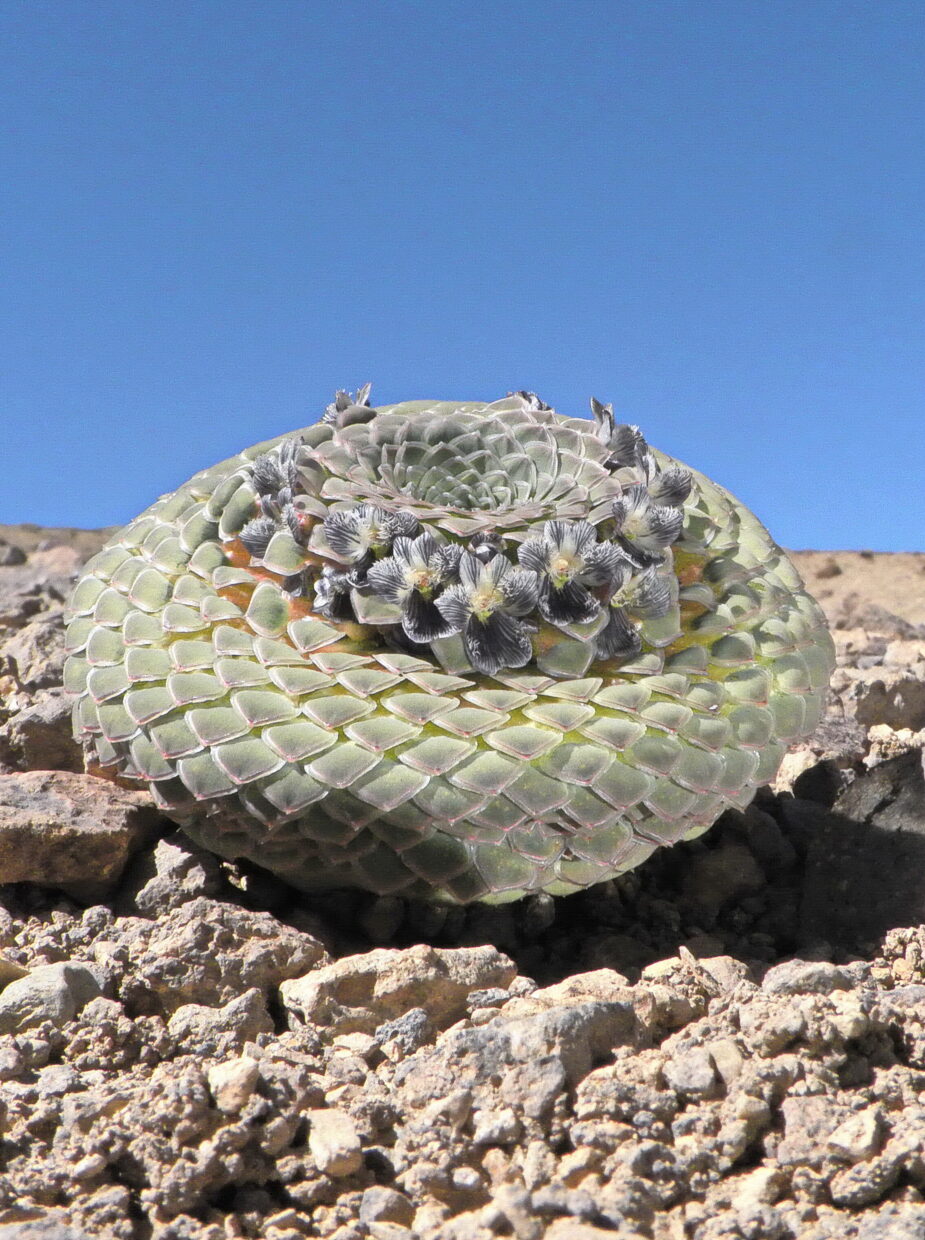 Viola regina J.M.Watson & A.R.Flores | The Endemic Plants of Chile