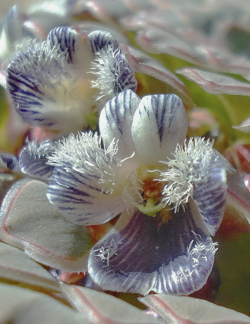 Viola regina J.M.Watson & A.R.Flores | Las plantas endémicas de Chile