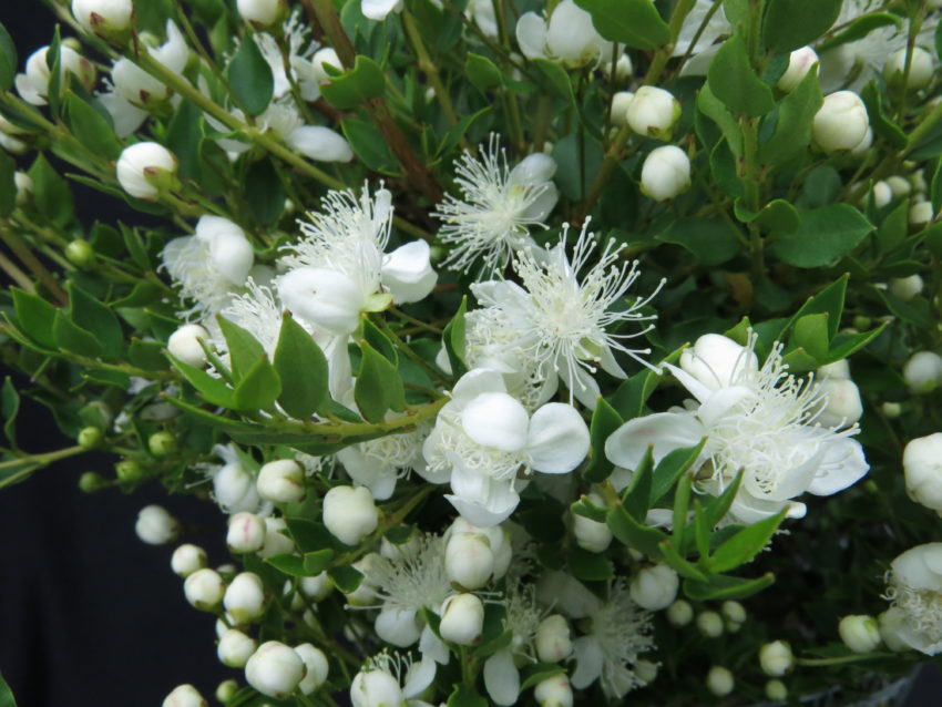 Luma chequen (Molina) A.Gray | The Endemic Plants of Chile – an ...