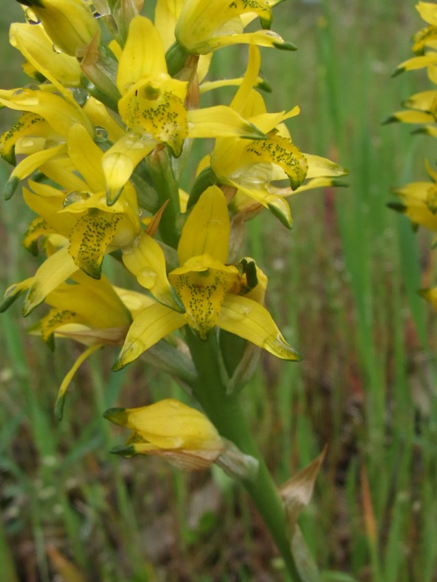 Chloraea lamellata Lindl. | The Endemic Plants of Chile – an Annotated ...