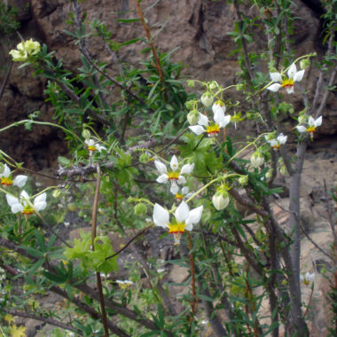 Loasa elongata Hook. & Arn. | The Endemic Plants of Chile – an ...