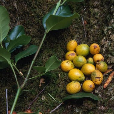 Gomortega keule (Molina) Baill. | The Endemic Plants of Chile – an ...